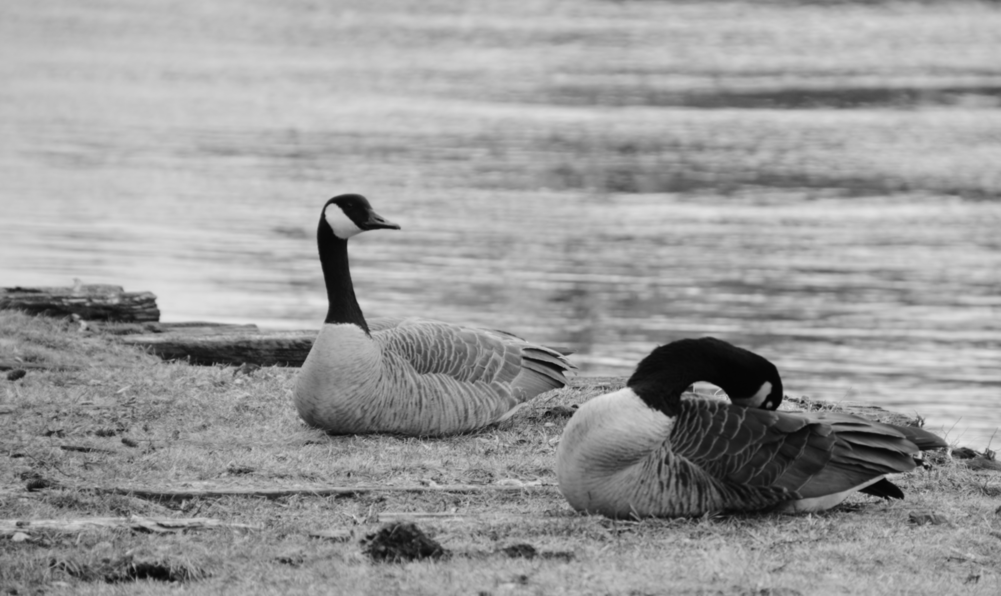 Do Geese Travel In Pairs at Pam Kirkland blog